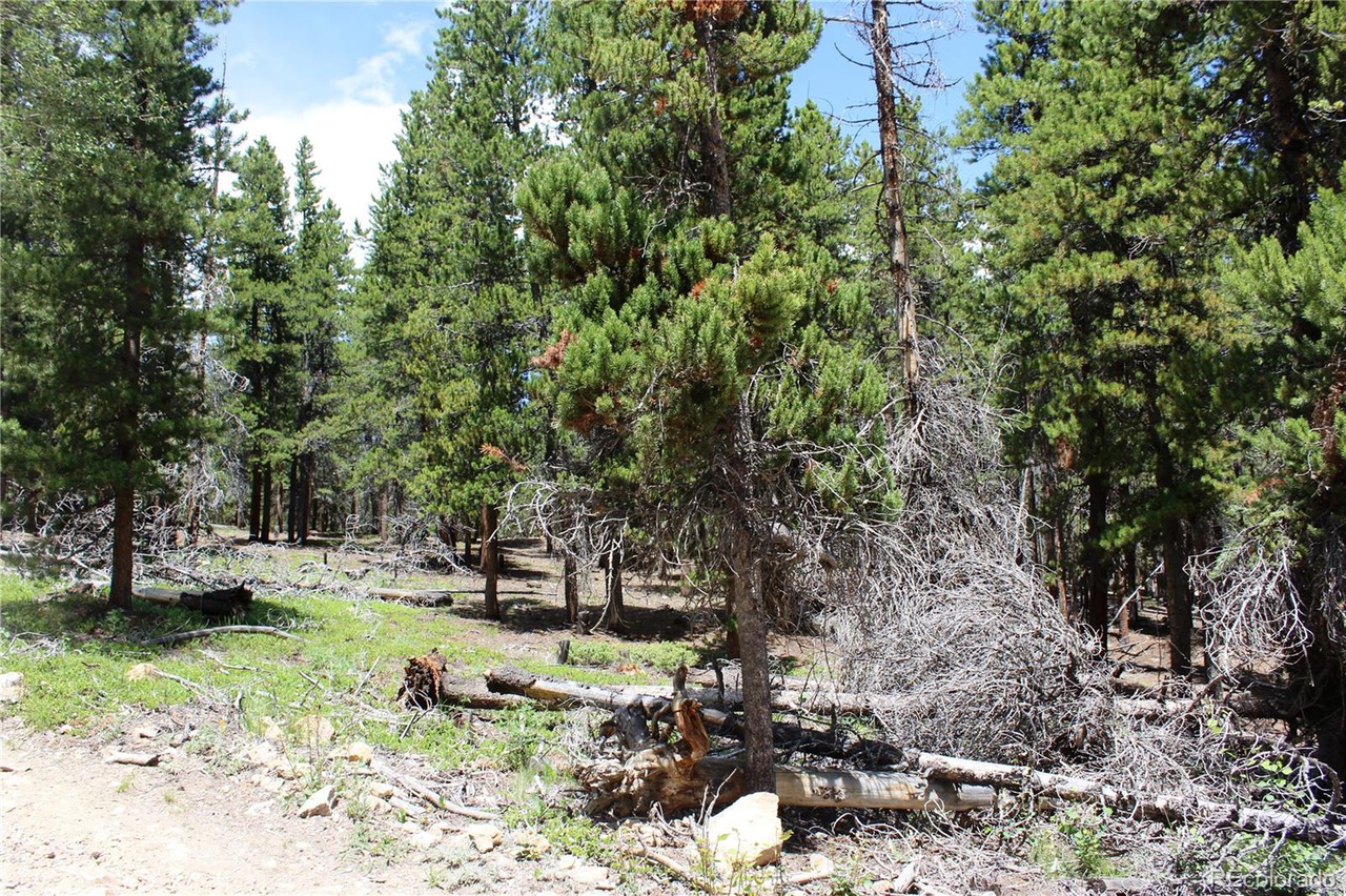 Treed Lot Close To Idaho Springs