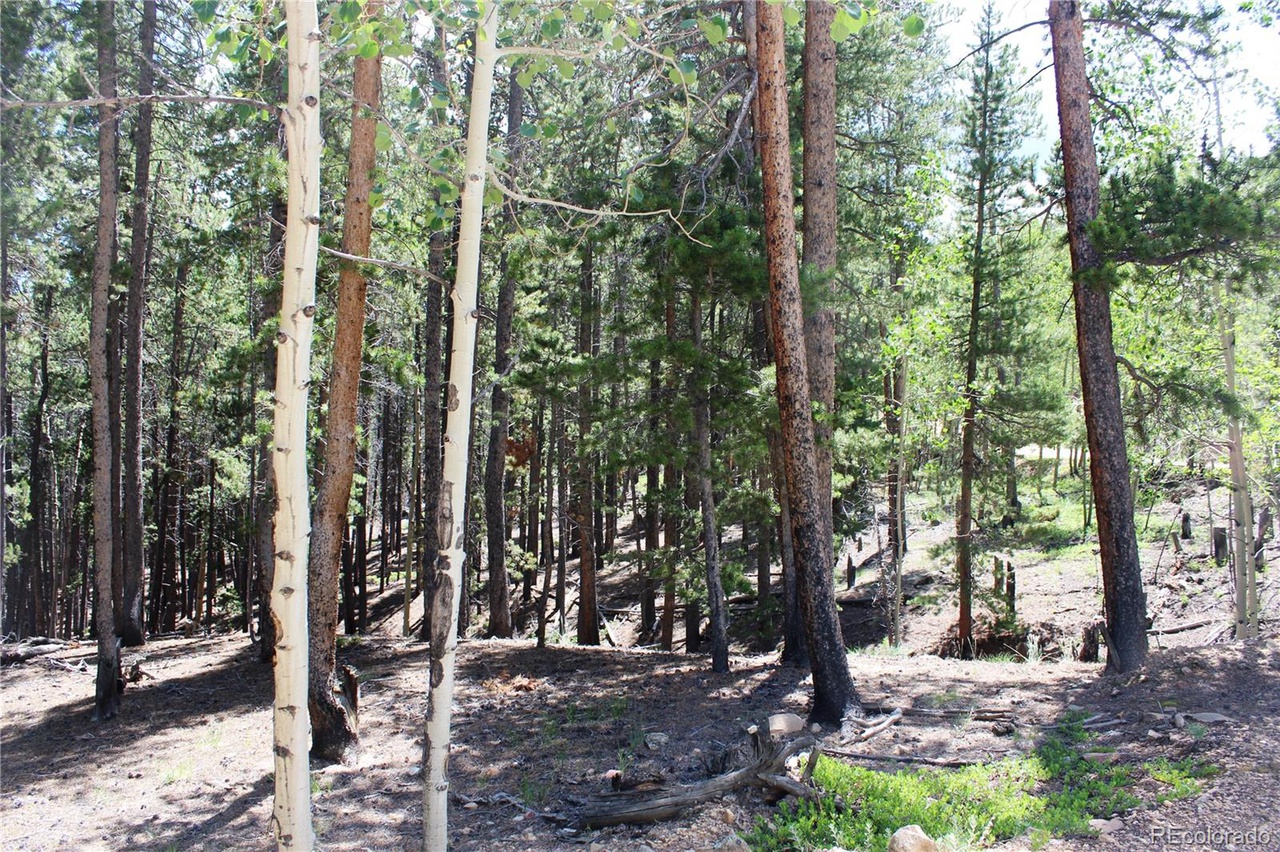 Treed Lot Close To Idaho Springs