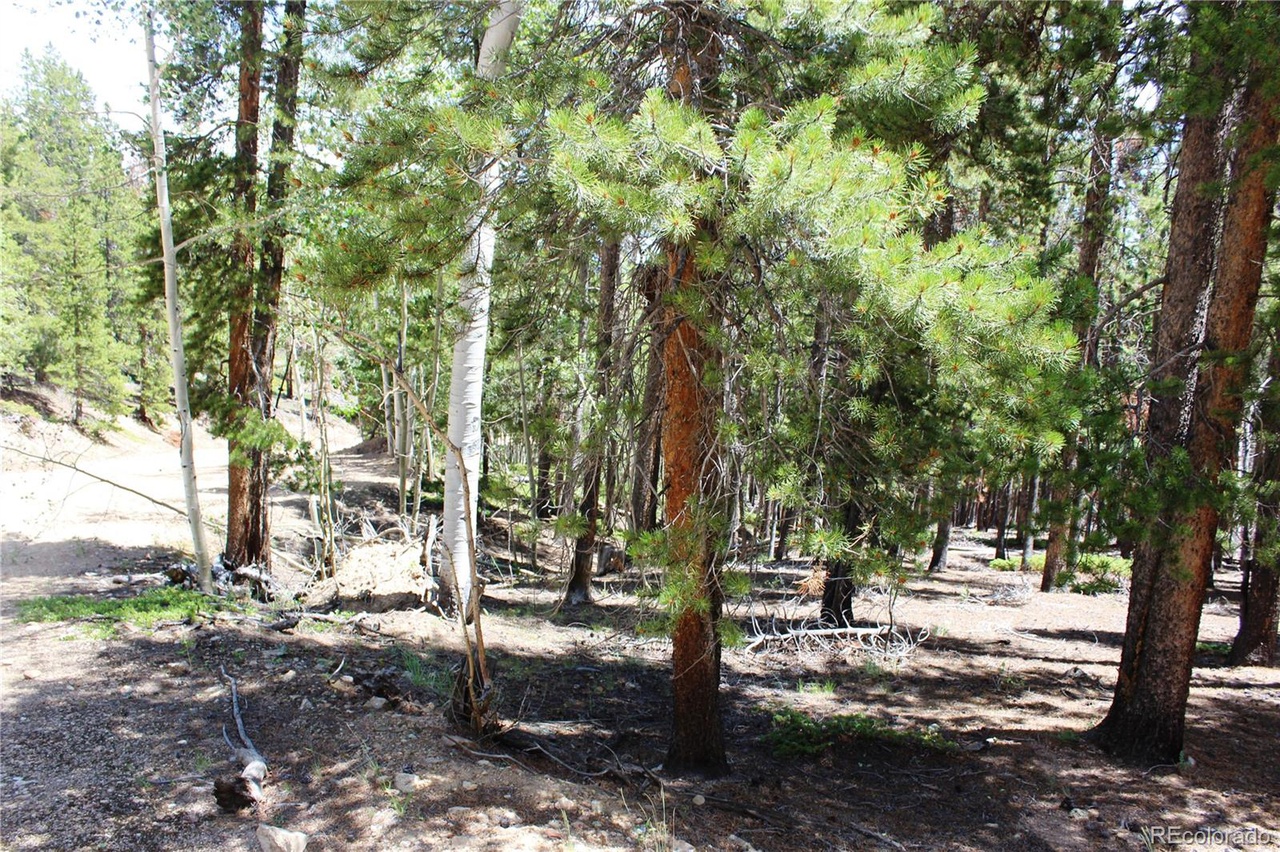 Treed Lot Close To Idaho Springs