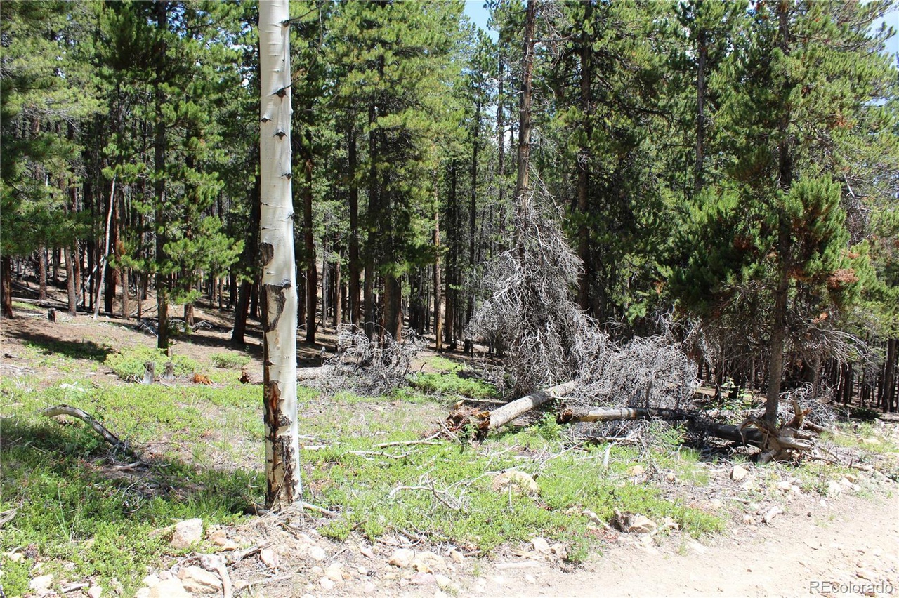 Treed Lot Close To Idaho Springs
