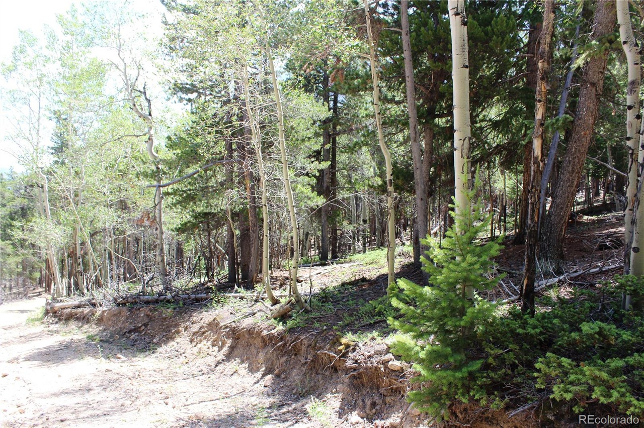 Treed Lot Close To Idaho Springs