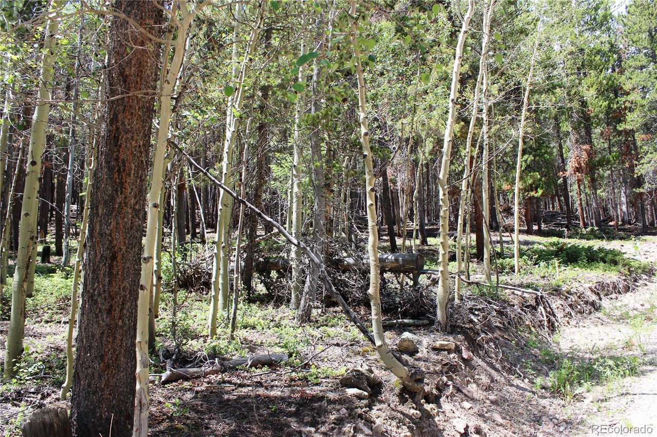 Treed Lot Close To Idaho Springs
