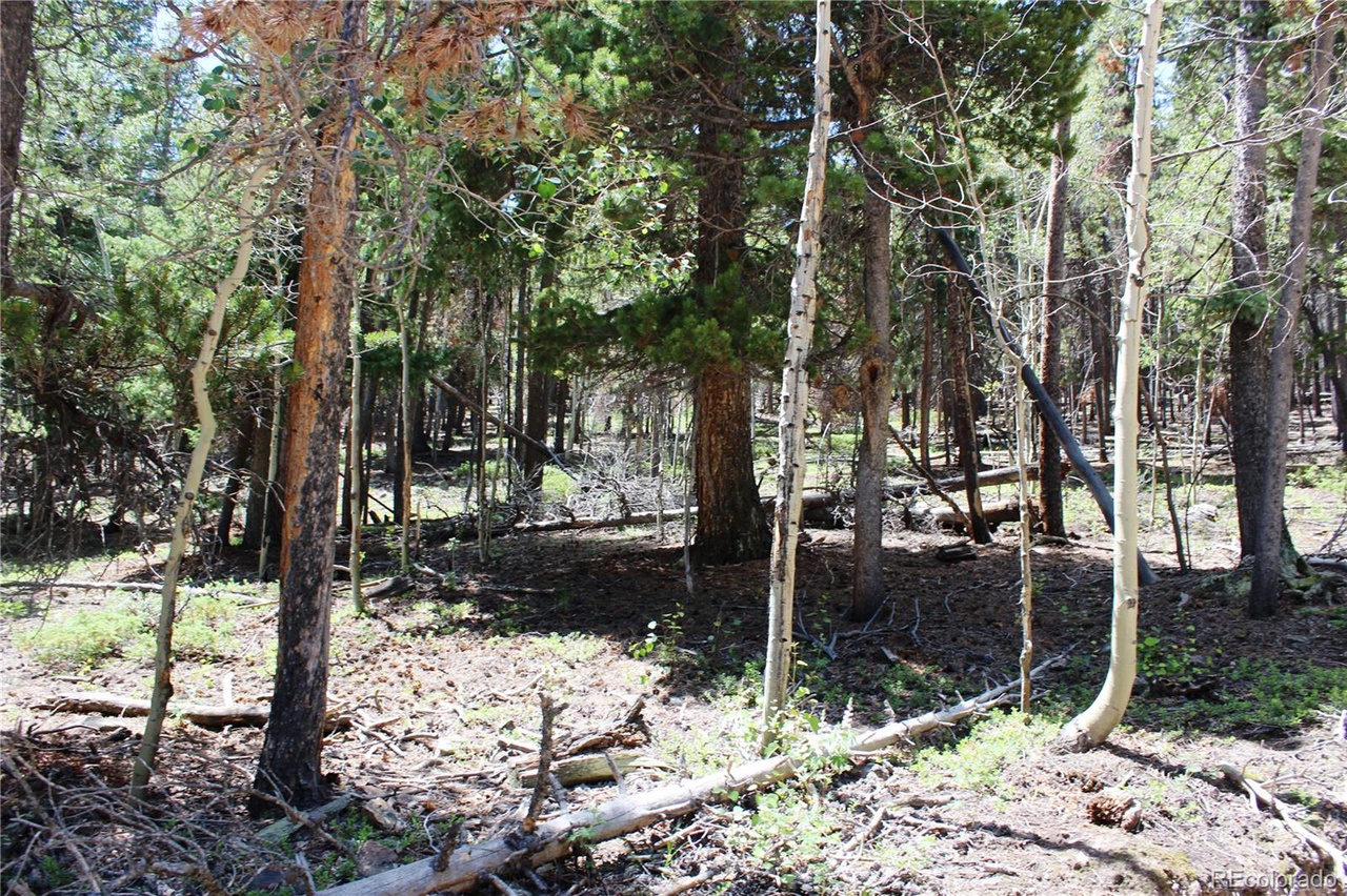 Treed Lot Close To Idaho Springs